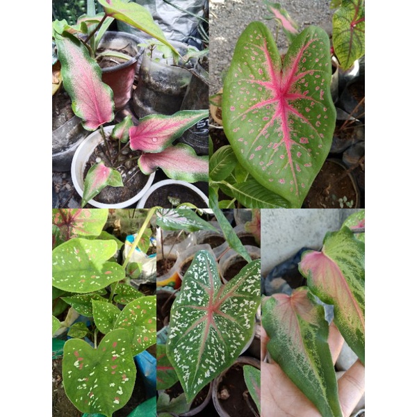 Caladium - Live Plant | Shopee Philippines