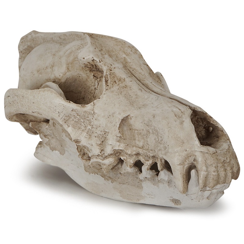 Jackal Skull Replica Ornament Wolf Specimen Resin Skull Craft Halloween ...