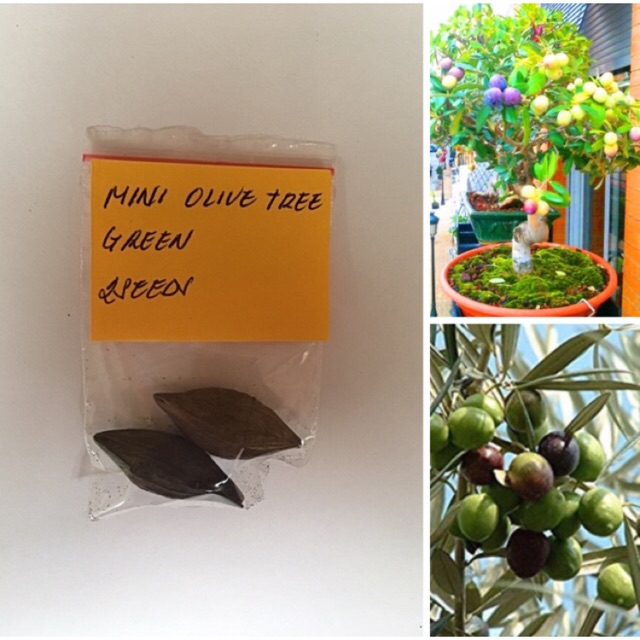 Mini olive Tree Seeds Green | Shopee Philippines