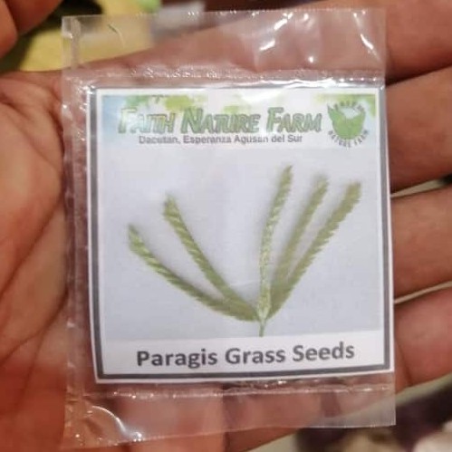 Paragis Grass Seeds / Goose Grass | Shopee Philippines