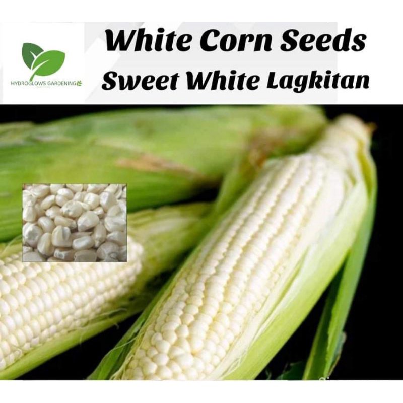 Factory price Mais Na Puti/White Corn LAGKITAN - 20pcs Seeds (1pack ...