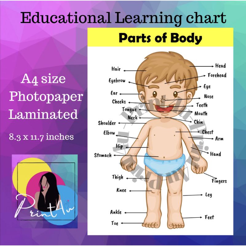 Parts Of Body Learning chart Laminated A4 | Shopee Philippines