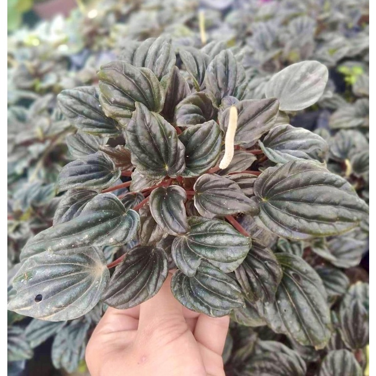 Peperomia Silver Rosso (ESTABLISHED) | Shopee Philippines