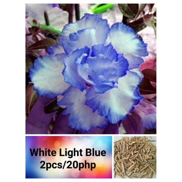 Adenium Obesum "White Light Blue" Seeds (2pcs) | Shopee Philippines