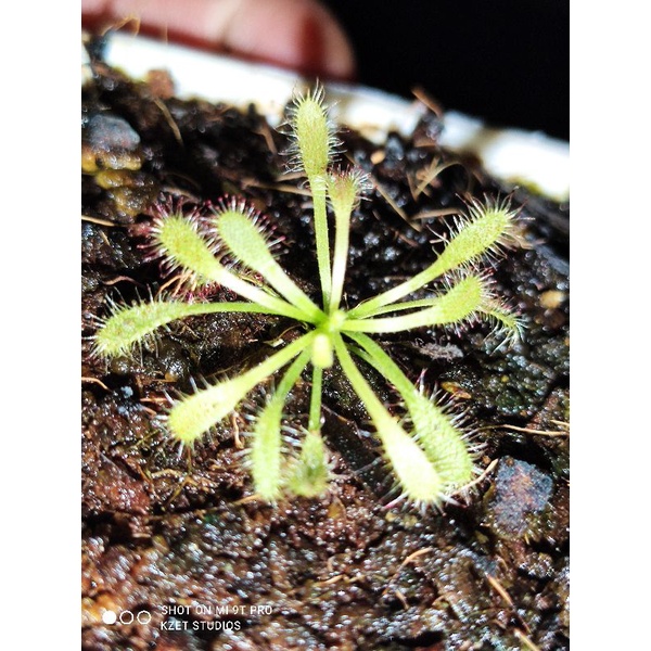 Drosera Capensis rare insect trapping Carnivorous sundew SMALL | Shopee ...