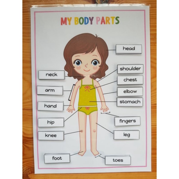 SCIENCE PARTS OF THE BODY LAMINATED LEARNING MATERIALS WITH VELCRO GIRL ...