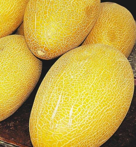 20pcs Melon seeds Macrocarpa. Buharka Ukraine heirloom Vegetable seeds ...