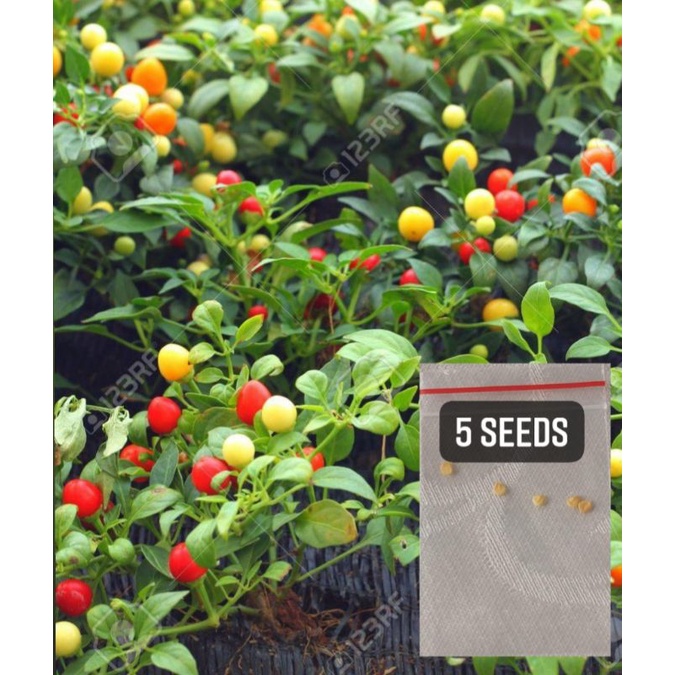 Cherry pepper Seeds Repacked seeds for planting | Shopee Philippines