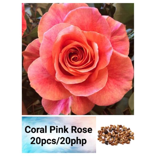 Coral Pink Rose Seeds (20pcs) | Shopee Philippines