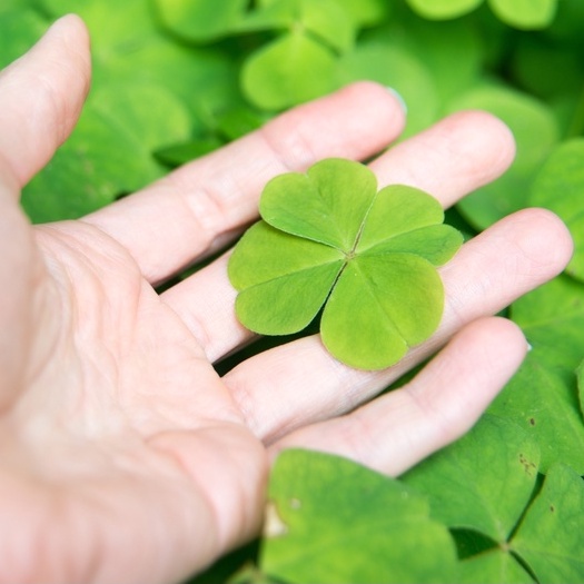 FAMILIFE (100 seeds) Four Leaf Clover Seeds Potted Plant/Rare Clover ...