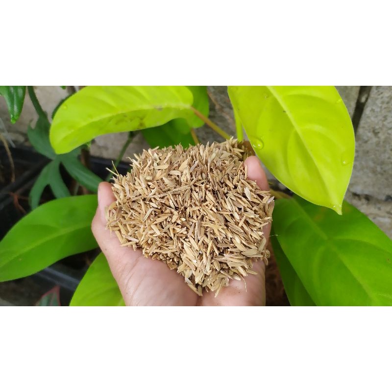 Ricehull|ipa|sariwang ipa|rice hulls DRY /compost (COD) | Shopee ...