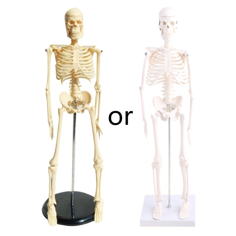 FL 17 Inch Mini Human Skeleton Anatomy Model Science Classroom Body ...
