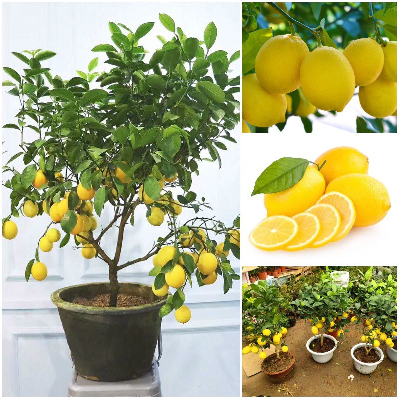 [Fast Germination] Bonsai Lemon Seeds for Planting Fruits Plants (20pcs seed/pack) Dwarf Variety ...