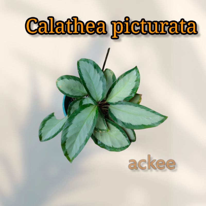 Calathea Picturata (Please read description) | Shopee Philippines