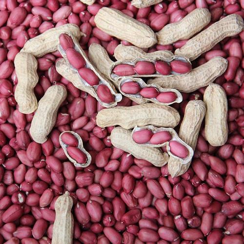 （50seeds-sd106) Red Peanut seeds | Shopee Philippines