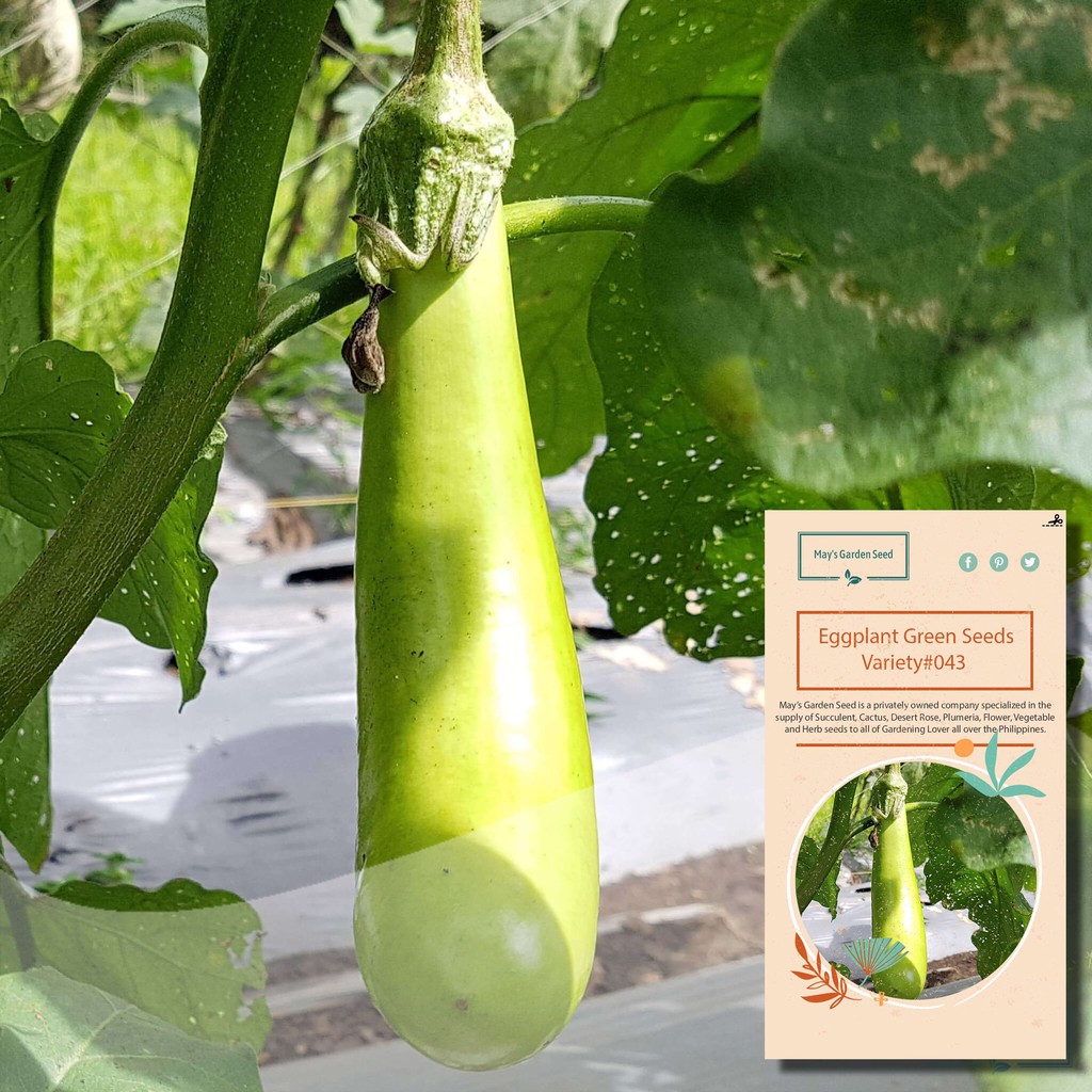 Eggplant Talong Seeds, Green, Vegetable Seeds#043 | Shopee Philippines