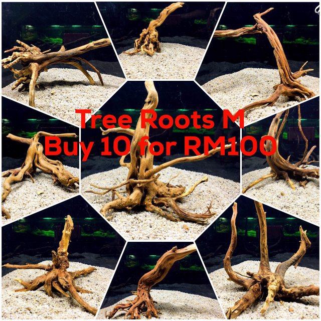 Bundle Tree Roots M Size(Aquascape/Aquatic/Wood/Vivarium/Paludarium ...