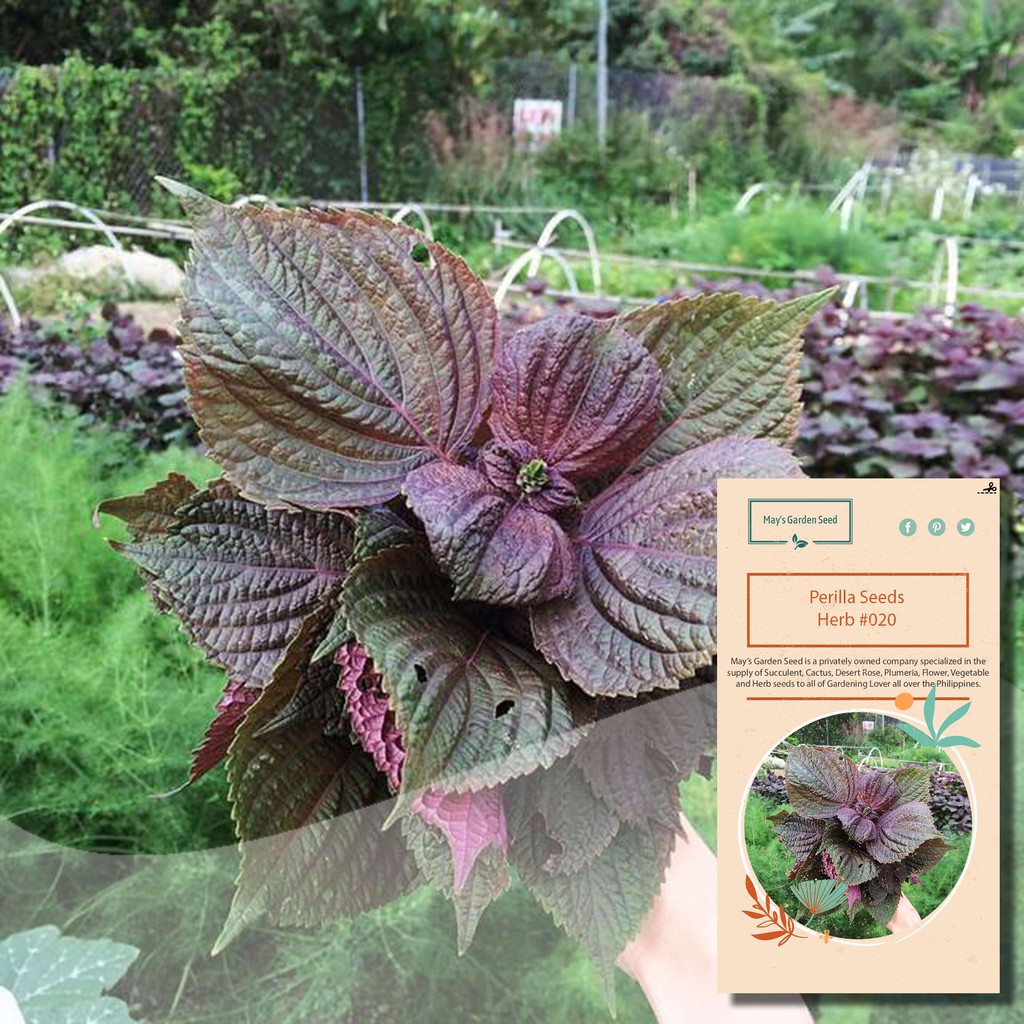 Perilla Seeds, Herb Seeds#020 | Shopee Philippines