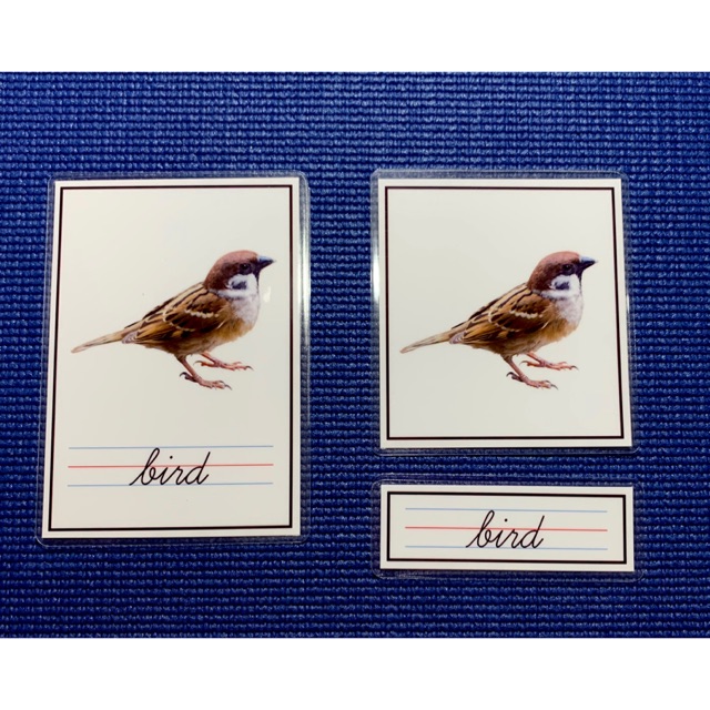 Montessori Three-Part Cards (Parts of a Bird) | Shopee Philippines