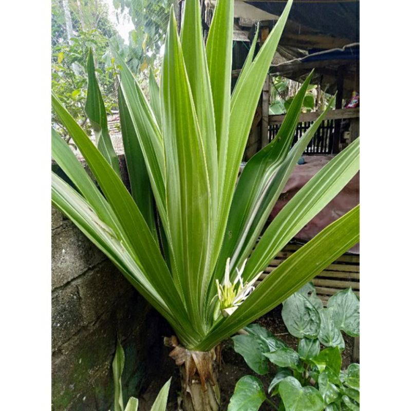 YUCCA PLANT VARIEGATED (Small-Medium-Big) | Shopee Philippines
