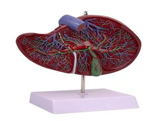 RAN Human Liver Pancreas Duodenum Model Life Size Liver Anatomy Model ...