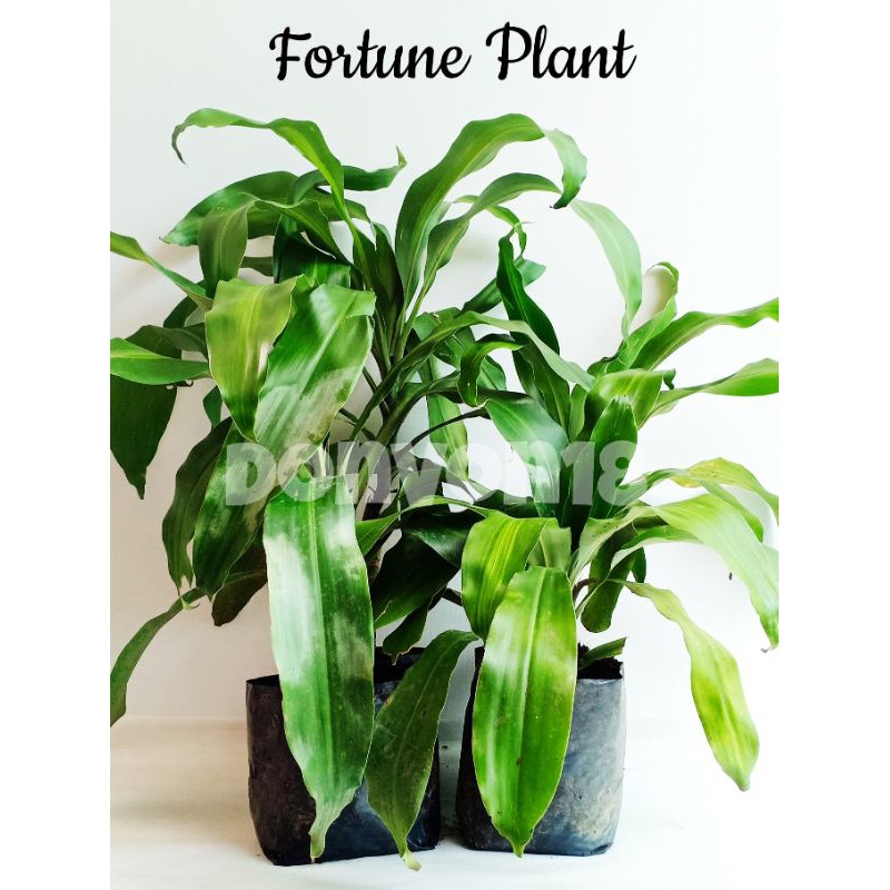 Fortune Plant (Live Plant) | Shopee Philippines