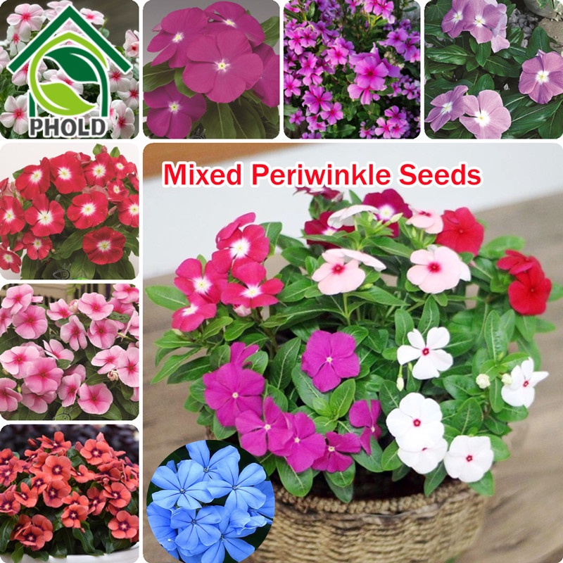 100 Seeds Rare Periwinkle Flower Seeds Hanging Ving Mix Color ...