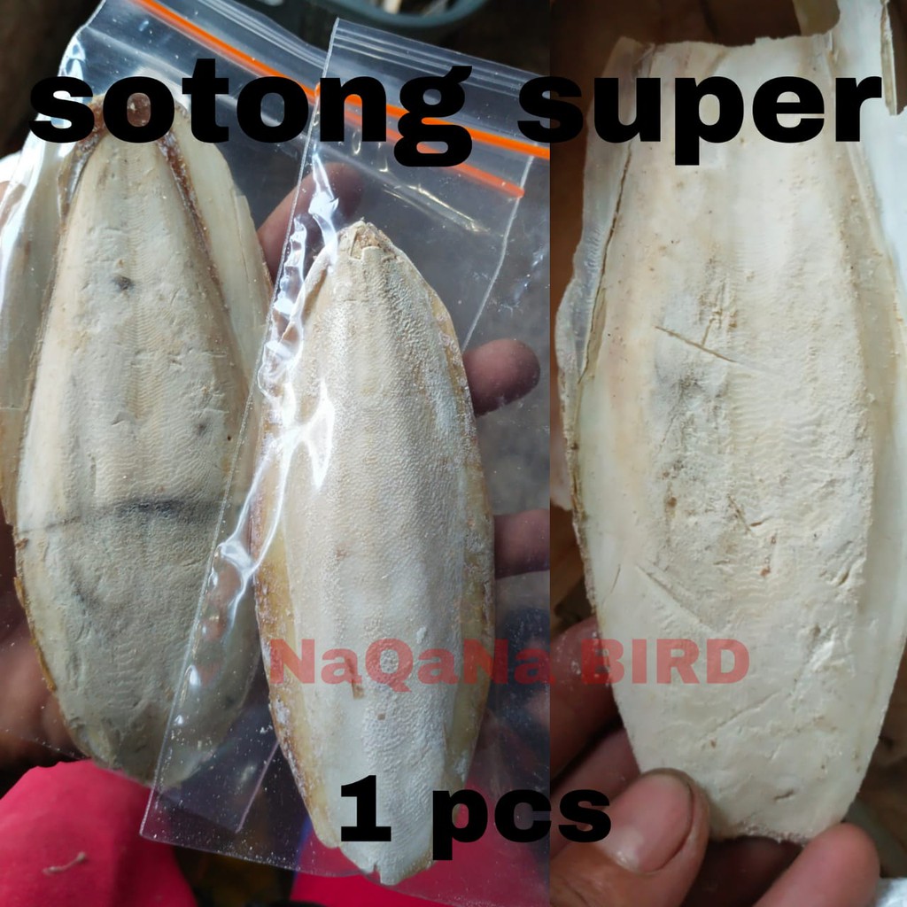 Squid Bone Cuttlebone For super Cut Birds Lovebirds | Shopee Philippines