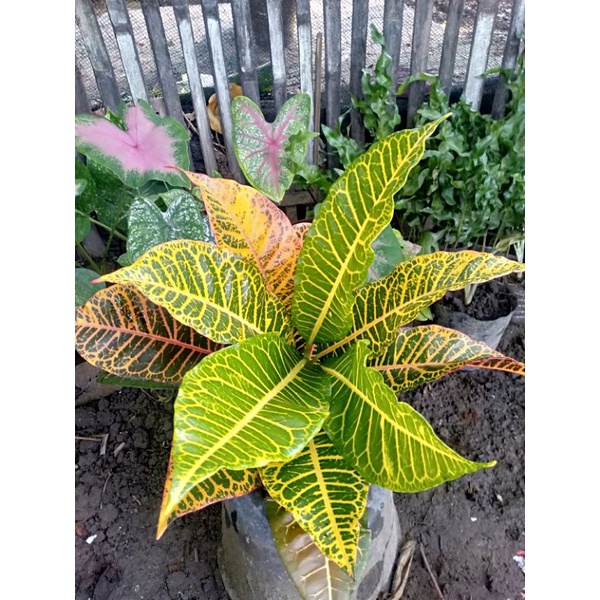 CROTON SAN FRANCISCO (Small -Medium-big) | Shopee Philippines