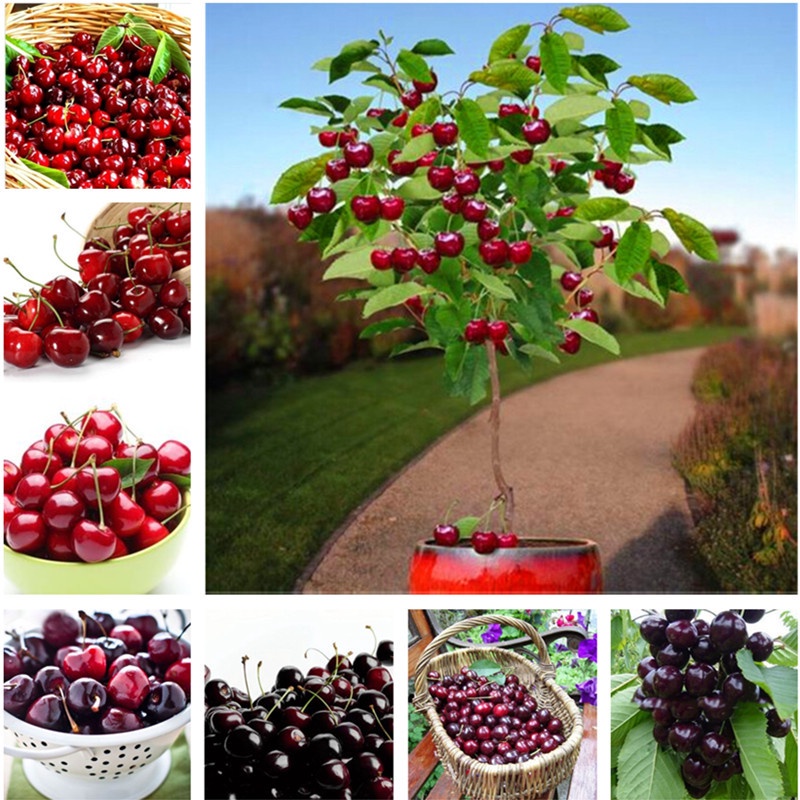 30 pcs cherry bonsai fruit seeds Sweet Sylvia Upright Cherry Self ...