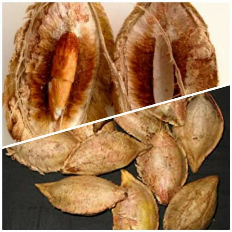 TALISAY/UMBRELLA TREE SEED ready for planting 5 seedsperorder | Shopee ...