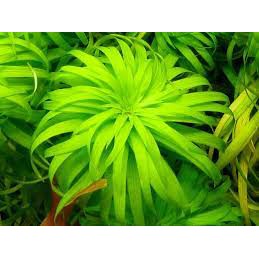 tonina belems Syngonanthus Macrocaulon - Tonina Belem Rare aquarium ...