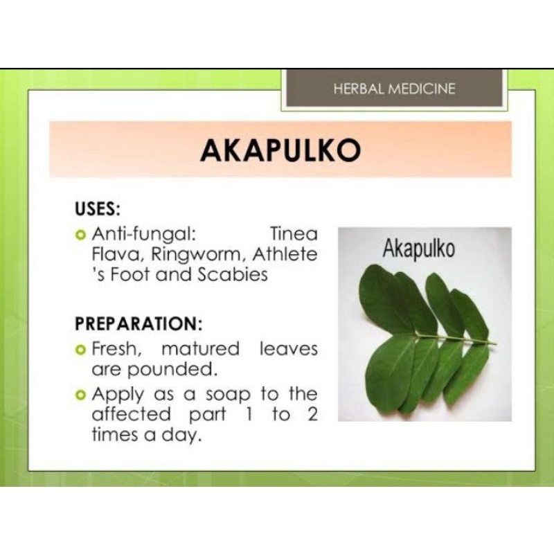 ESSENTIEL8 1 pack or 15 pcs ACAPULCO SEEDS (Antifungal medicinal plant ...