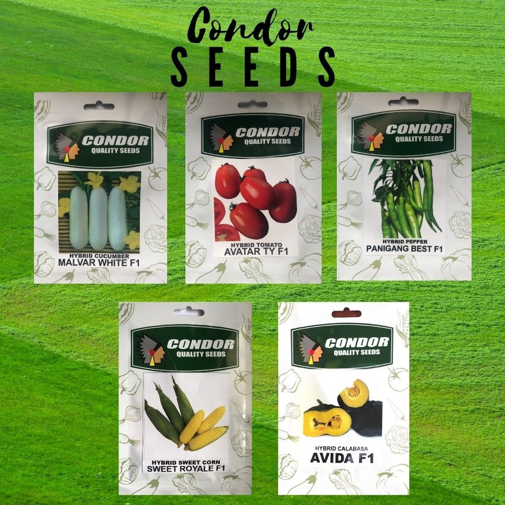 CONDOR SEEDS Pipino, Kamatis, Sili, Mais Sweet Corn, Kalabasa | Shopee ...