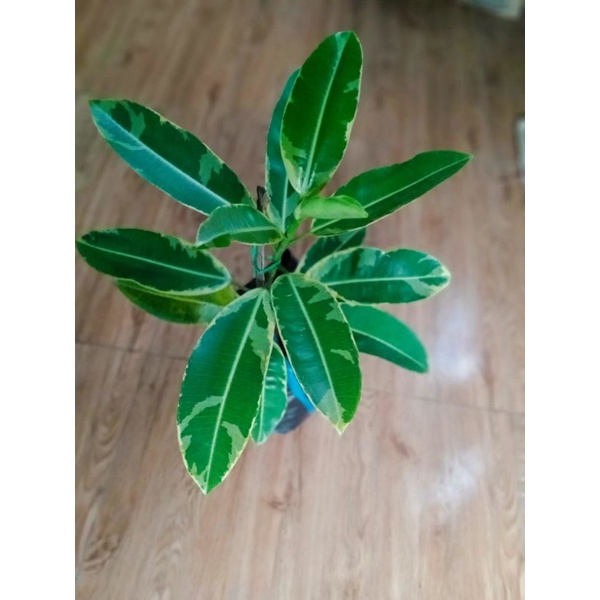 Doescheri(Rubbertree RARe variety 2ft) FOR LUZON ONLY | Shopee Philippines