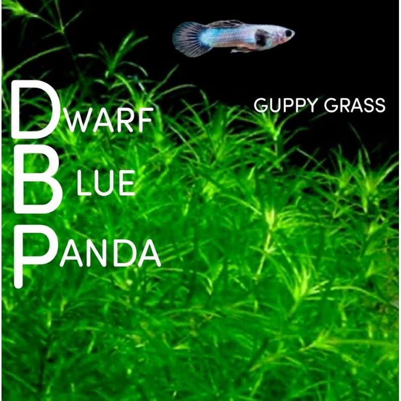 GUPPY GRASS DWARF | BLUE | PANDA | Shopee Philippines