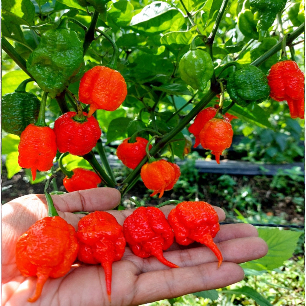 CAROLINA REAPER SEEDS -120 Pcs Seeds from 100% tail pods | Shopee ...