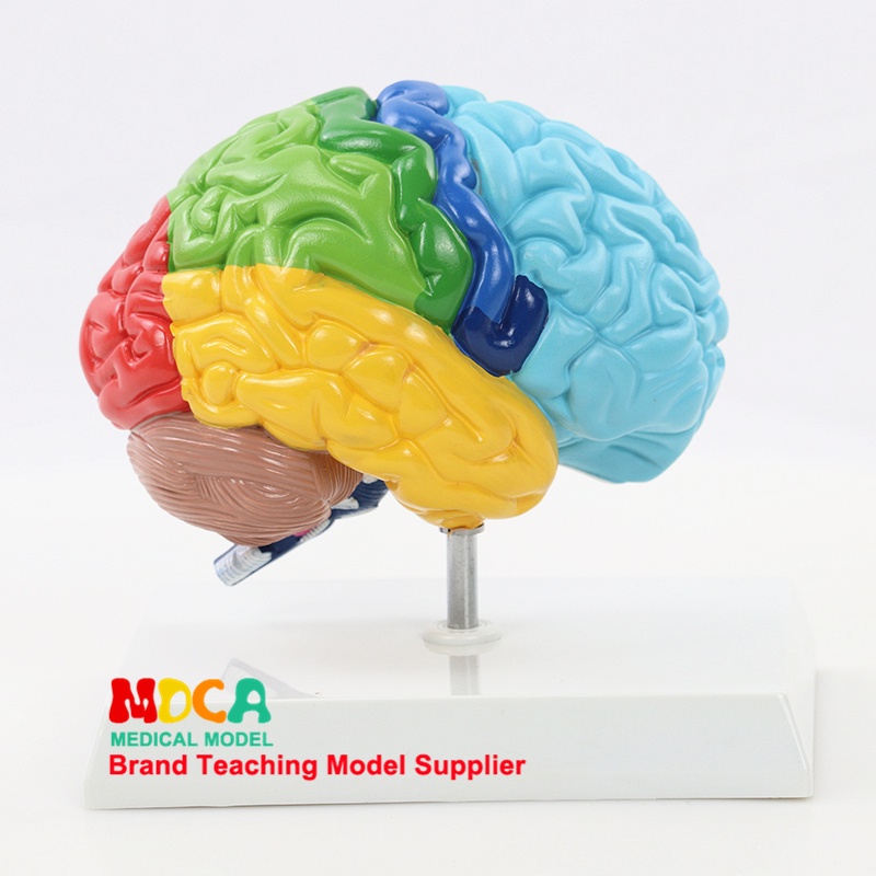 Human 1:1 Right Hemisphere Functional Area Anatomy Human Brain Model ...