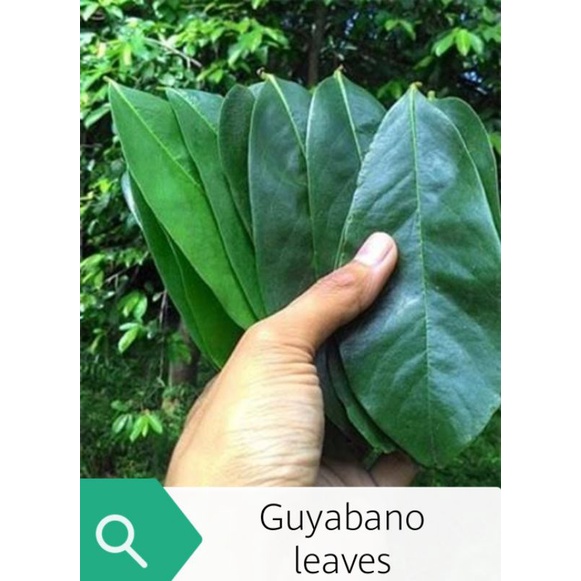 Guyabano leaves/Dahon ng Guyabano(20pieces)Pito-Pito | Shopee Philippines