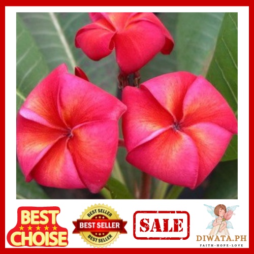 Hawaiian Calachuchi Red Rare Ball Frangipani Kalachuchi For Sale ...