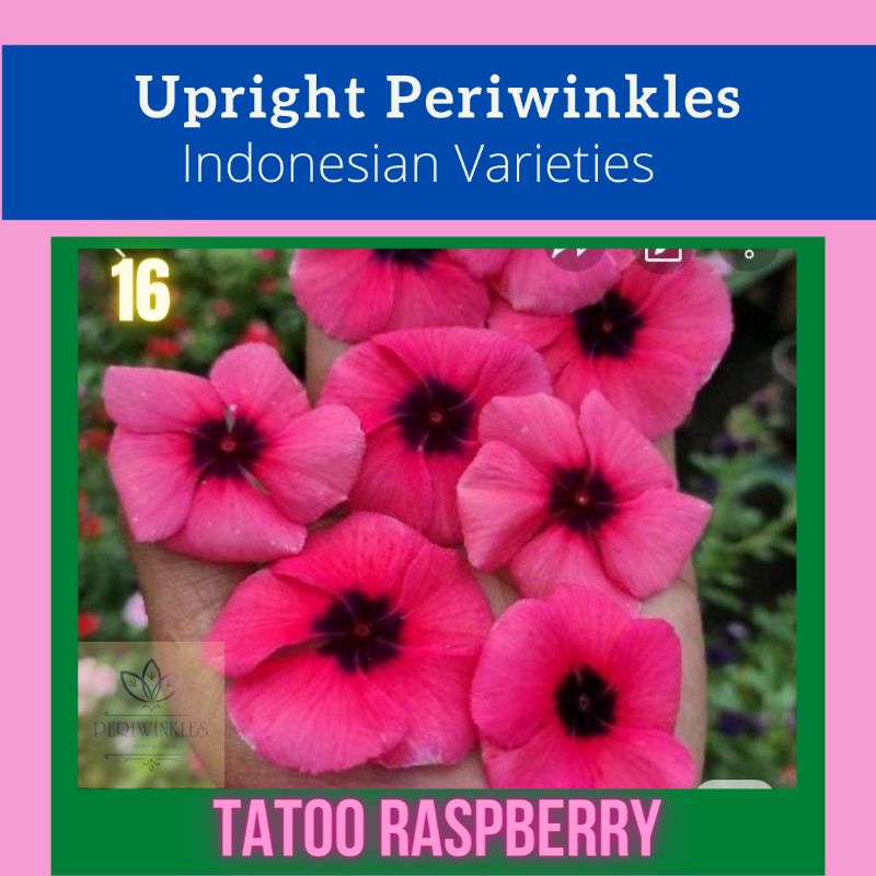 Indonesian Vinca/Periwinkle Tattoo Raspberry (10 seeds) | Shopee ...