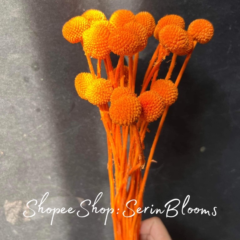 Craspedia Dried Flower Real (1 stem only) | Shopee Philippines