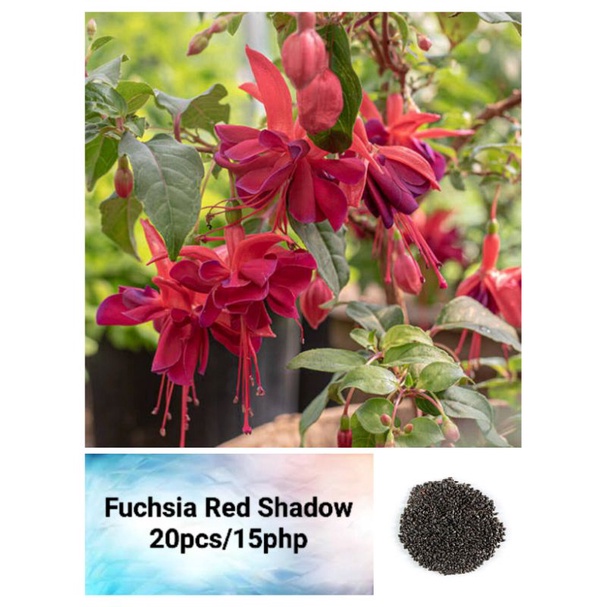 Fuchsia Red Shadow Seeds (20pcs) | Shopee Philippines