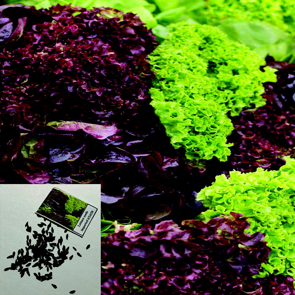 Lettuce seeds Romaine Vegetable | Shopee Philippines