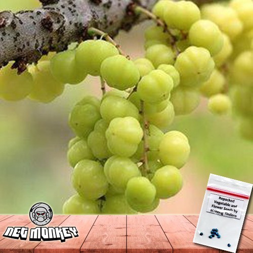 Karamay / Iba Intsik / Bangkiling (6 Seeds) | Shopee Philippines