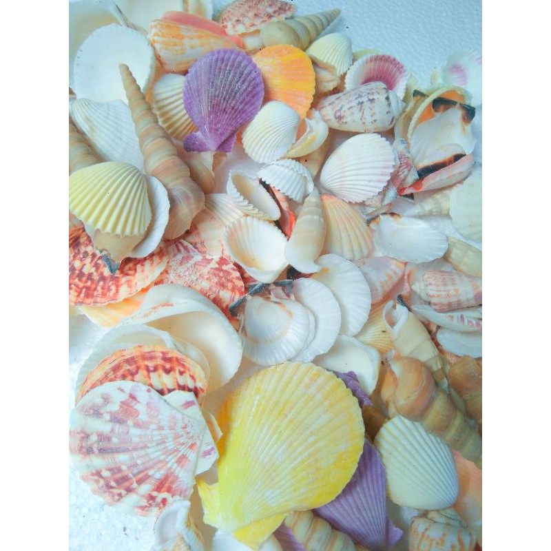 "Conch Shell Craft Supplies 500G Sea Shells, Shell Beads, Seashell Home ...