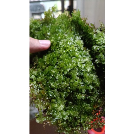 LIVE AND FRESH MNIUM MOSS (TERRESTRIAL MOSS) | Shopee Philippines