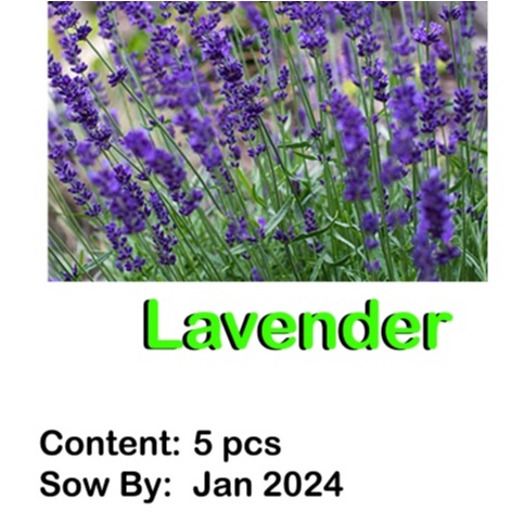 Herbs Seeds Sweet Basil Kintsay Celery Parsley Wansoy Chives Peppermint ...