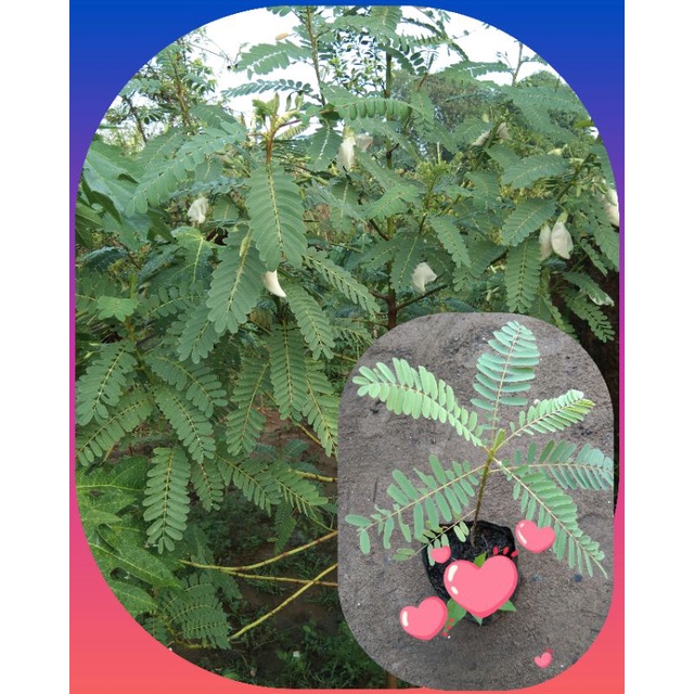 Katuray (Sesbania Grandiflora) Plant | Shopee Philippines