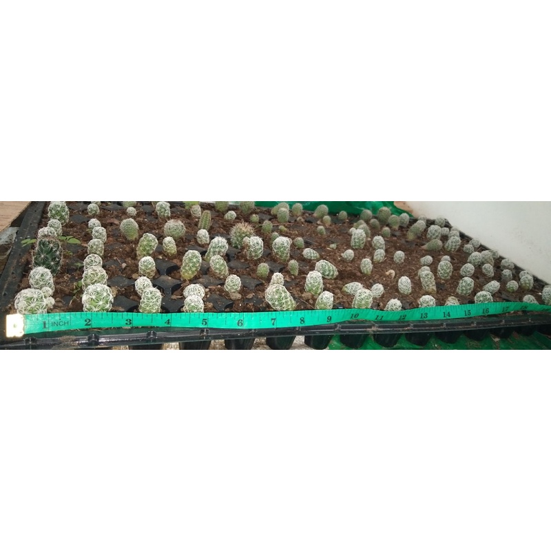 1 pc Baby Cactus / Mini Cactus Live Plant Uprooted | Shopee Philippines